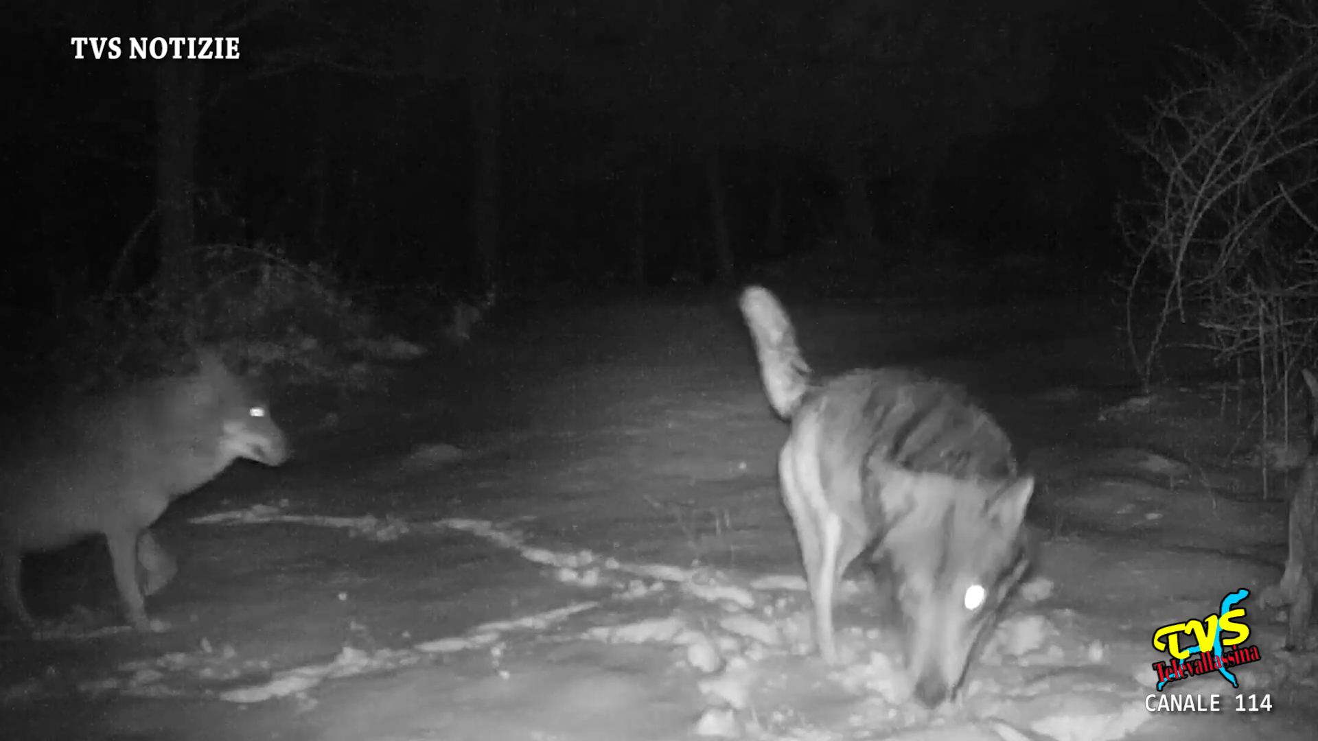 I Lupi sono una risorsa o una piaga ? Il presidente dell'UNCZA Penisola ... I Lupi sono una risorsa o una piaga ? Il presidente dell'UNCZA Penisola ...